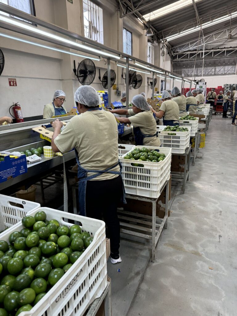 Welcome to our packing house at Veracruz, Mexico - Zano Fresh