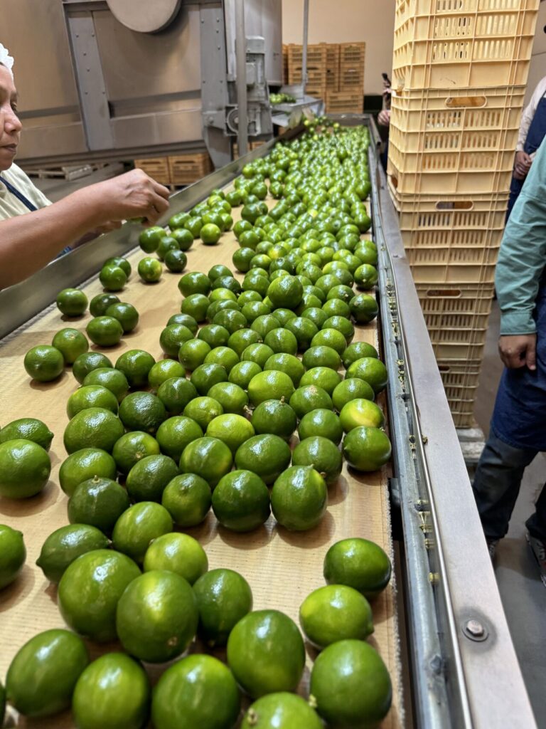 Welcome to our packing house at Veracruz, Mexico - Zano Fresh